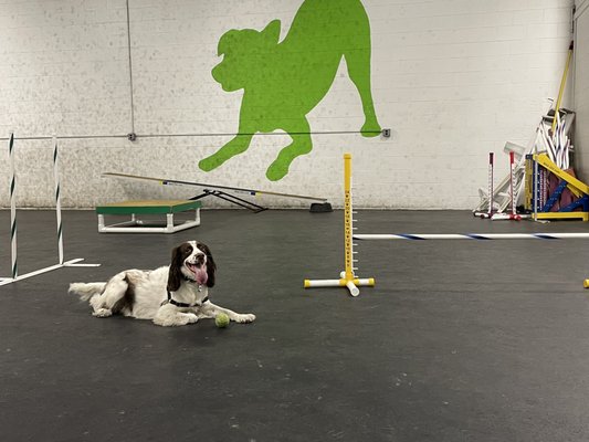 FROLICK DOGS - 46 Photos & 63 Reviews - 3208 Colvin St, Alexandria, VA ...