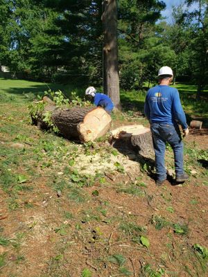 J & B TREE SERVICES - Updated August 2025 - 157 Photos & 36 Reviews ...