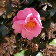 LAKE JOHNSON PARK | 273 Photos & 141 Reviews - 4601 Avent Ferry Rd ...