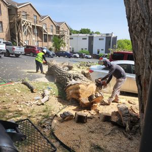 THE TREE MAN - Updated November 2024 - 30 Photos & 75 Reviews - Austin ...