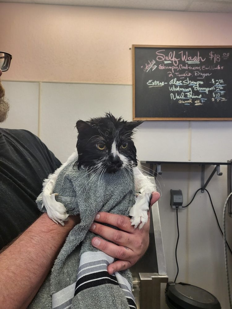 K9 GROOM AND WASH 35 Photos 23 Reviews 2900 Clearacre Ln Reno k9-groom-and-wash-35-photos-23-reviews-2900-clearacre-ln-reno