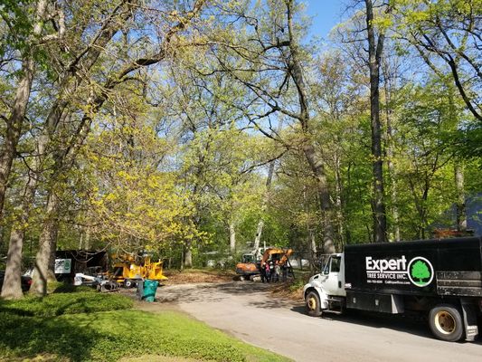 EXPERT TREE SERVICE - Updated September 2025 - 29 Photos & 12 Reviews ...