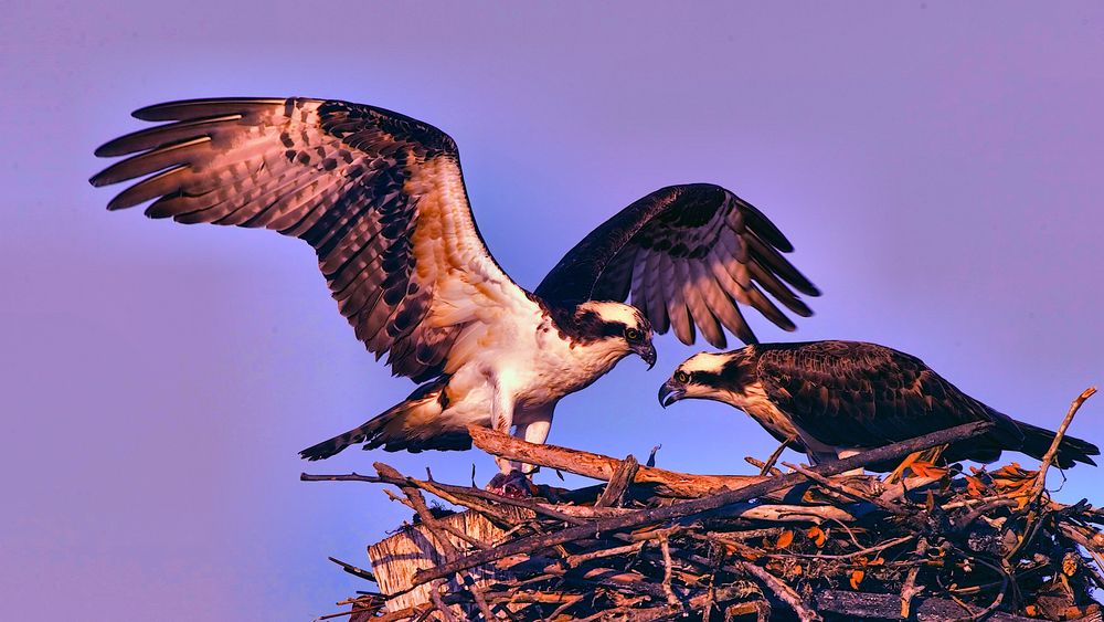 IRB KAYAKING - Updated October 2025 - 46 Photos - Indian Rocks Beach ...
