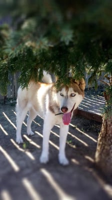 HAPPY TAILS DOG RANCH - Updated September 2025 - 109 Photos & 40 ...