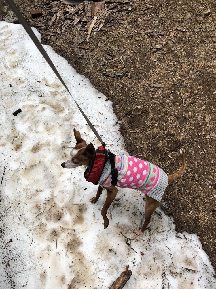 ROCKET DOG RESCUE - 70 Photos & 168 Reviews - 3561 Foothill Blvd ...