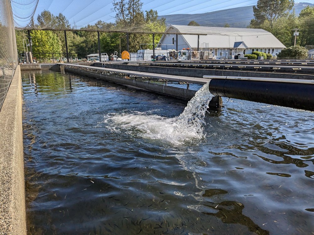 WALLACE RIVER SALMON HATCHERY - 13 Photos - 14418 83rd Ave NE, Sultan ...