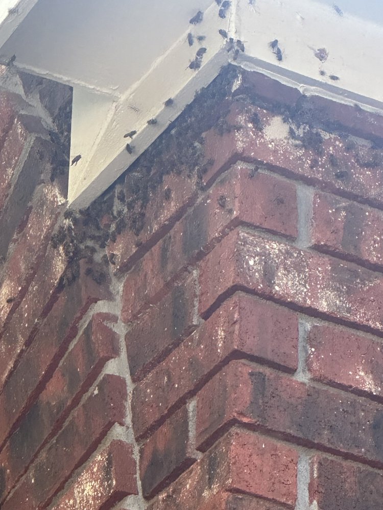 BEE SAFE BEE REMOVAL - Updated June 2025 - 34 Photos & 17 Reviews ...