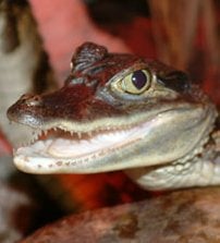AMAZONIA - Strathclyde Country Park, North Lanarkshire, United Kingdom ...