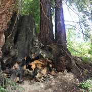 POGONIP - 223 Photos & 37 Reviews - 333 Golf Club Dr, Santa Cruz ...