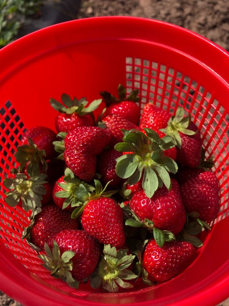 PECAN CREEK STRAWBERRY FARM - Updated May 2025 - 69 Photos & 22 Reviews ...