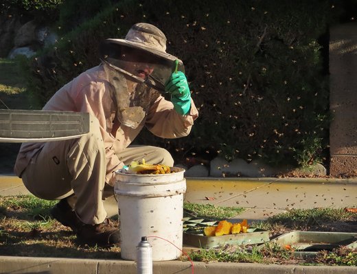 BEE BUSTERS - Updated November 2024 - 109 Photos & 249 Reviews - Laguna Hills, California ...