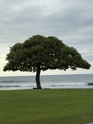 BEACH TREE RESTAURANT BAR AND LOUNGE - Updated September 2025 - 615 ...