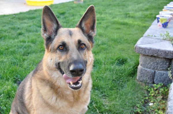 ADVENTURE PET - Updated December 2025 - 144 Photos & 79 Reviews - 8885 ...