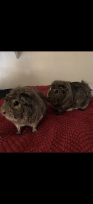 MONTGOMERY COUNTY SPCA - Updated November 2024 - 12 Reviews - 1059 ...