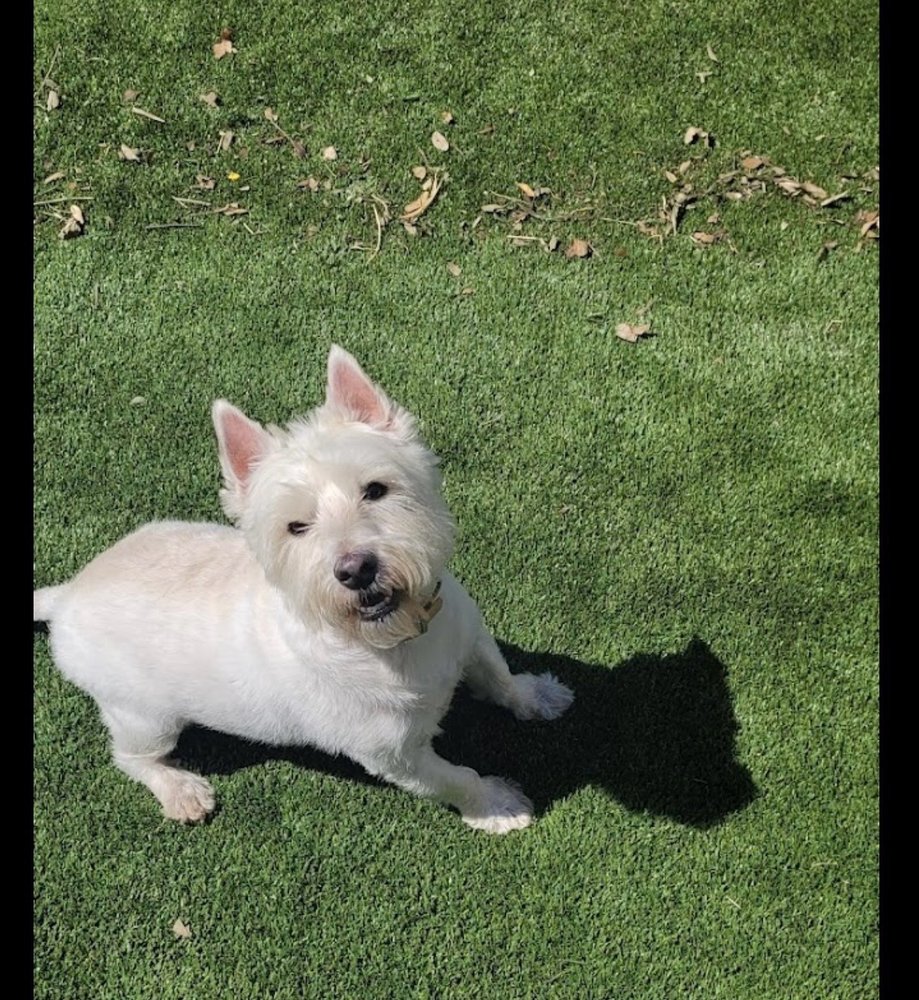 THE LUCKY PUPPY CLUB - Updated August 2025 - 26256 US 281 N, San ...