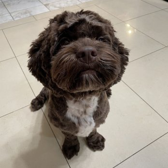 MOOCHI DOG SALON AND SUPPLY - Updated October 2025 - 253 Photos & 271 ...