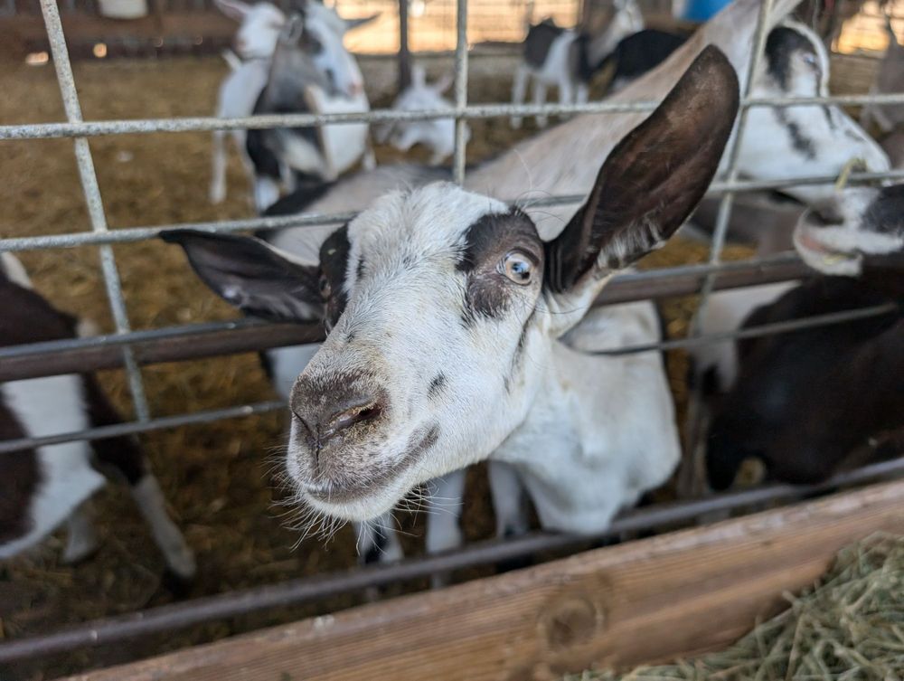 DRAKE FAMILY FARMS - Updated March 2025 - 54 Photos & 33 Reviews ...