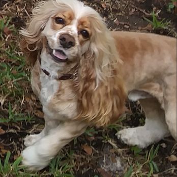 STEVENS ANIMAL HOSPITAL - Updated December 2025 - 35 Photos & 64 ...