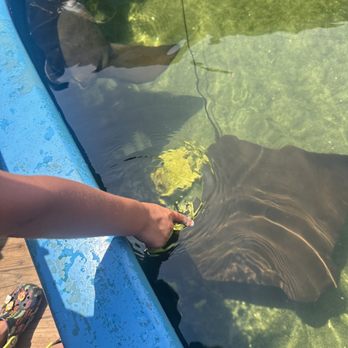 ALABAMA AQUARIUM AT THE DAUPHIN ISLAND SEA LAB - Updated September 2025 ...