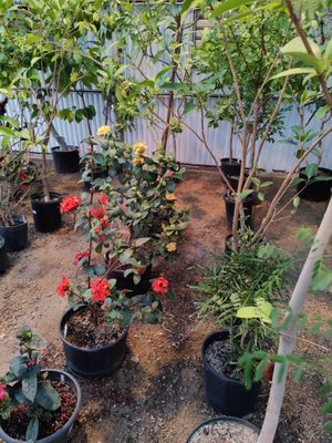 UCR BOTANIC GARDENS - Updated July 2024 - 587 Photos & 124 Reviews - 1 ...