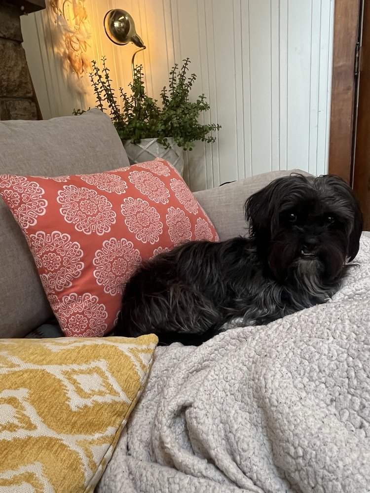 KRISTI’S PET GROOMING - Updated November 2025 - 19 Photos & 59 Reviews ...