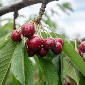 KAPPUS FARMS - Updated December 2025 - 30 Photos & 12 Reviews - 6275 ...