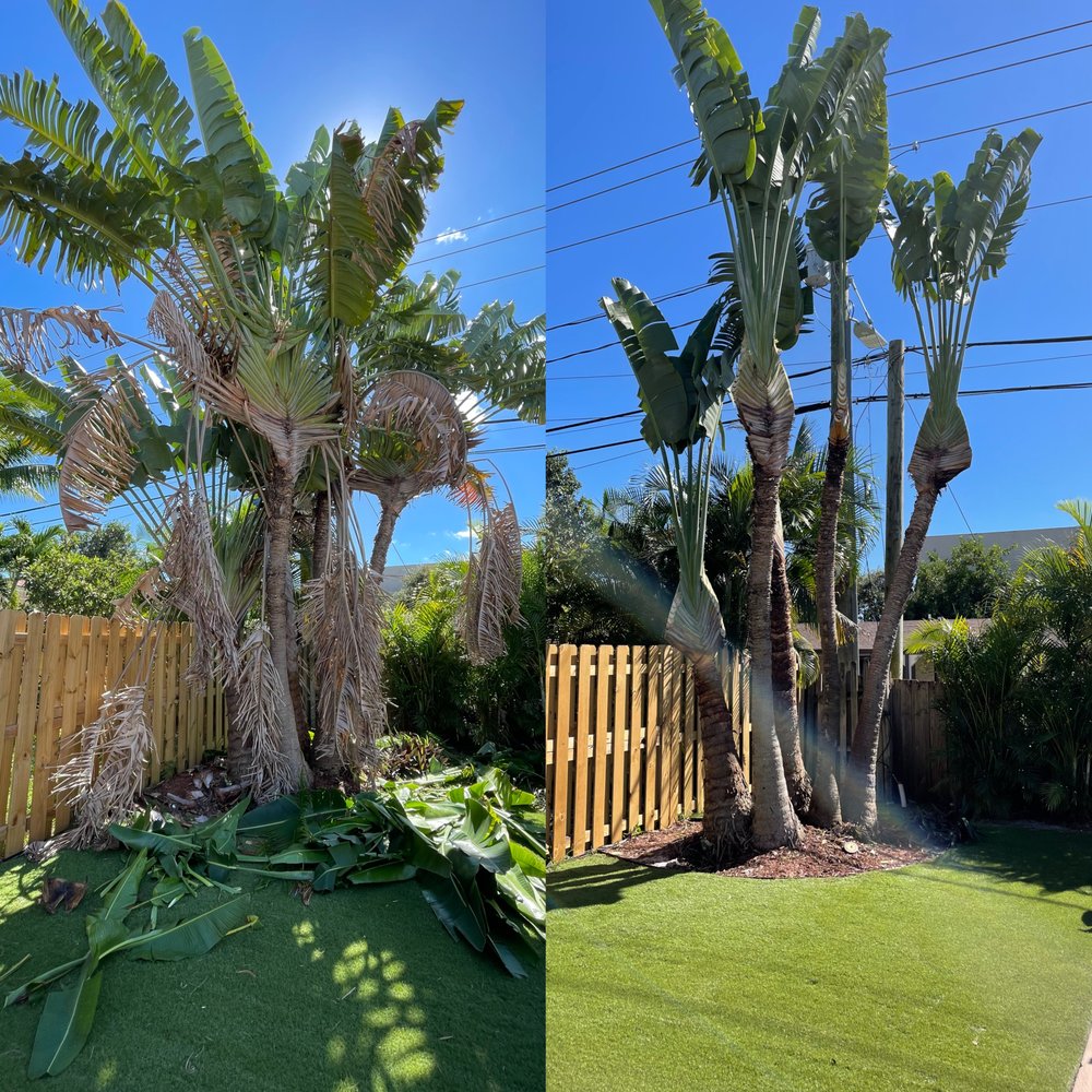 PEPE BROTHERS TREE SERVICE - Updated May 2025 - 19 Photos - Lantana ...