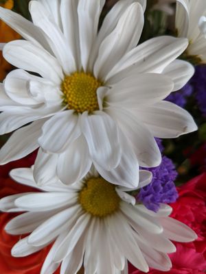 PENNY’S FLOWERS - 45 Photos & 51 Reviews - 263 N Keswick Ave, Glenside ...
