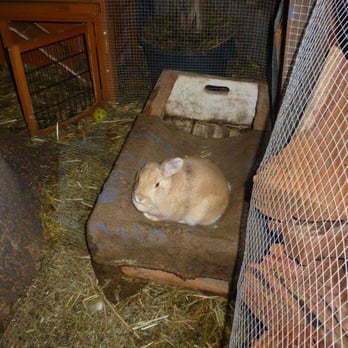 PETER RABBIT - Updated July 2024 - 80 Photos & 28 Reviews - 234-244 ...