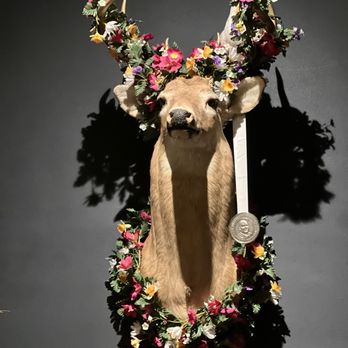 THE DEER AND THE DOVE - Updated January 2026 - 329 Photos & 170 Reviews ...