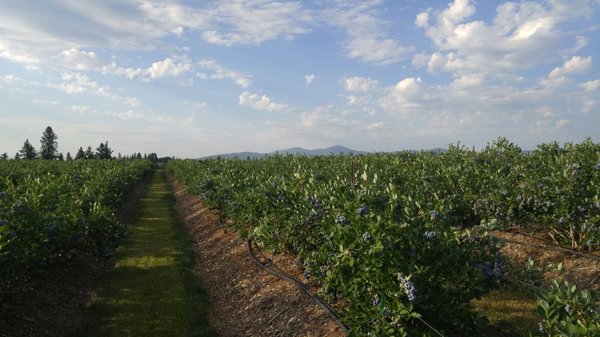 PIPER FARMS - Updated August 2024 - 13911 E Piper Rd, Spokane ...