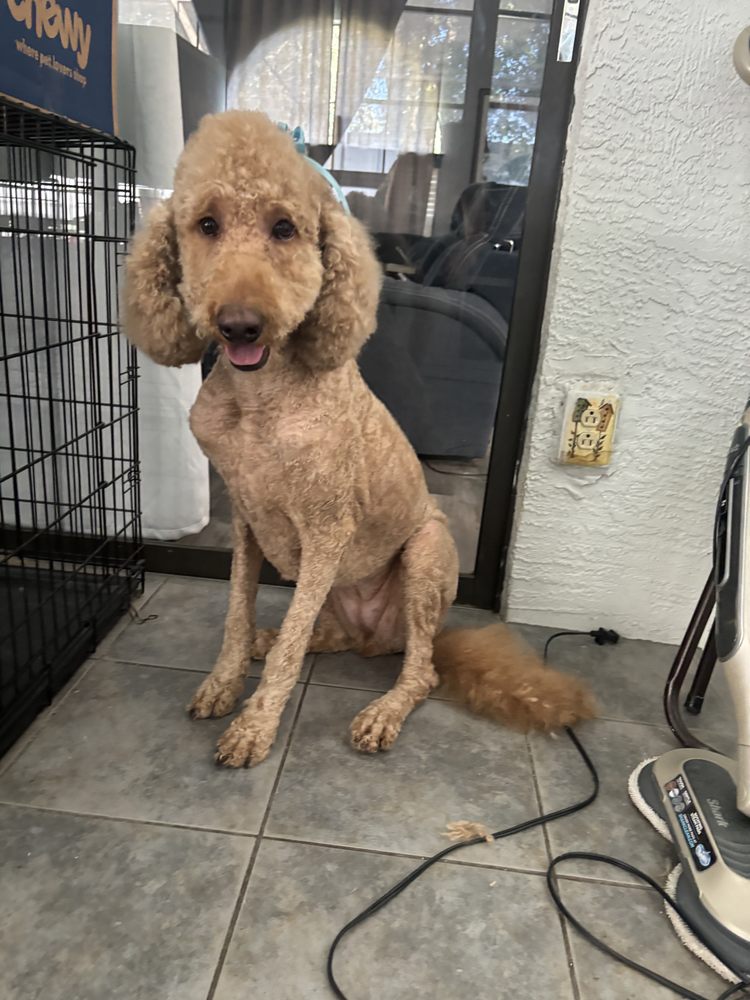 PAWSITIVE VIBES GROOMING BY MELISSA - Updated June 2024 - Request an ...