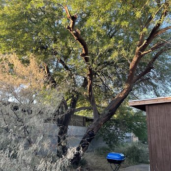 TREE MONKEY TREE TRIMMING - Updated December 2025 - 109 Photos & 70 ...