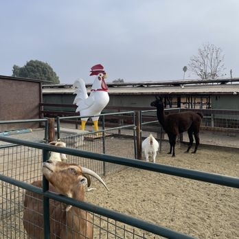 MAUST’S CALIFORNIA POULTRY - Updated December 2025 - 256 Photos & 137 ...