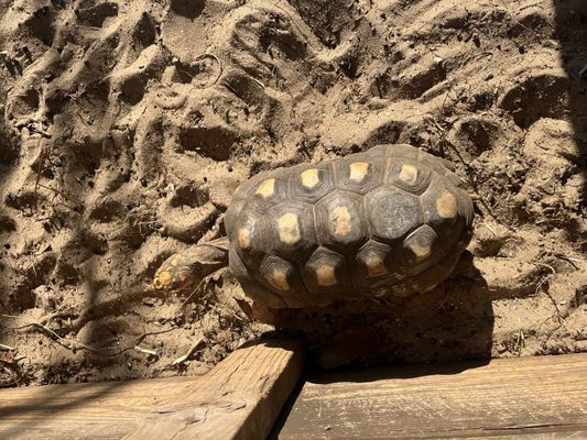 SURFIN’ TURTLE ICE CREAM SHOPPE - Updated September 2025 - 92 Photos ...