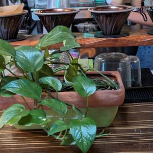 GRASSROOTS KAVA HOUSE - 122 Photos & 97 Reviews - 957 Central Ave ...