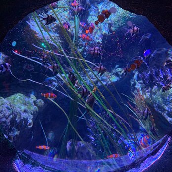 SEA LIFE GRAPEVINE AQUARIUM Grapevine, TX - Updated November 2024 - 440 ...