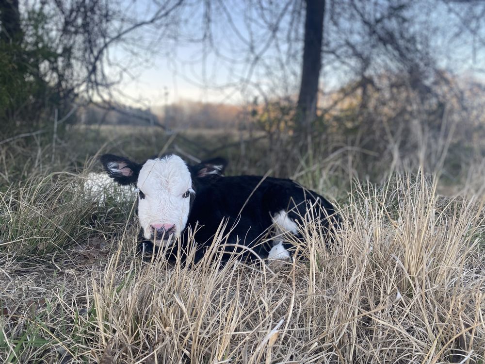 BRUNSON FARMS - Updated October 2025 - 24 Photos - 3558 Gardenia Rd ...