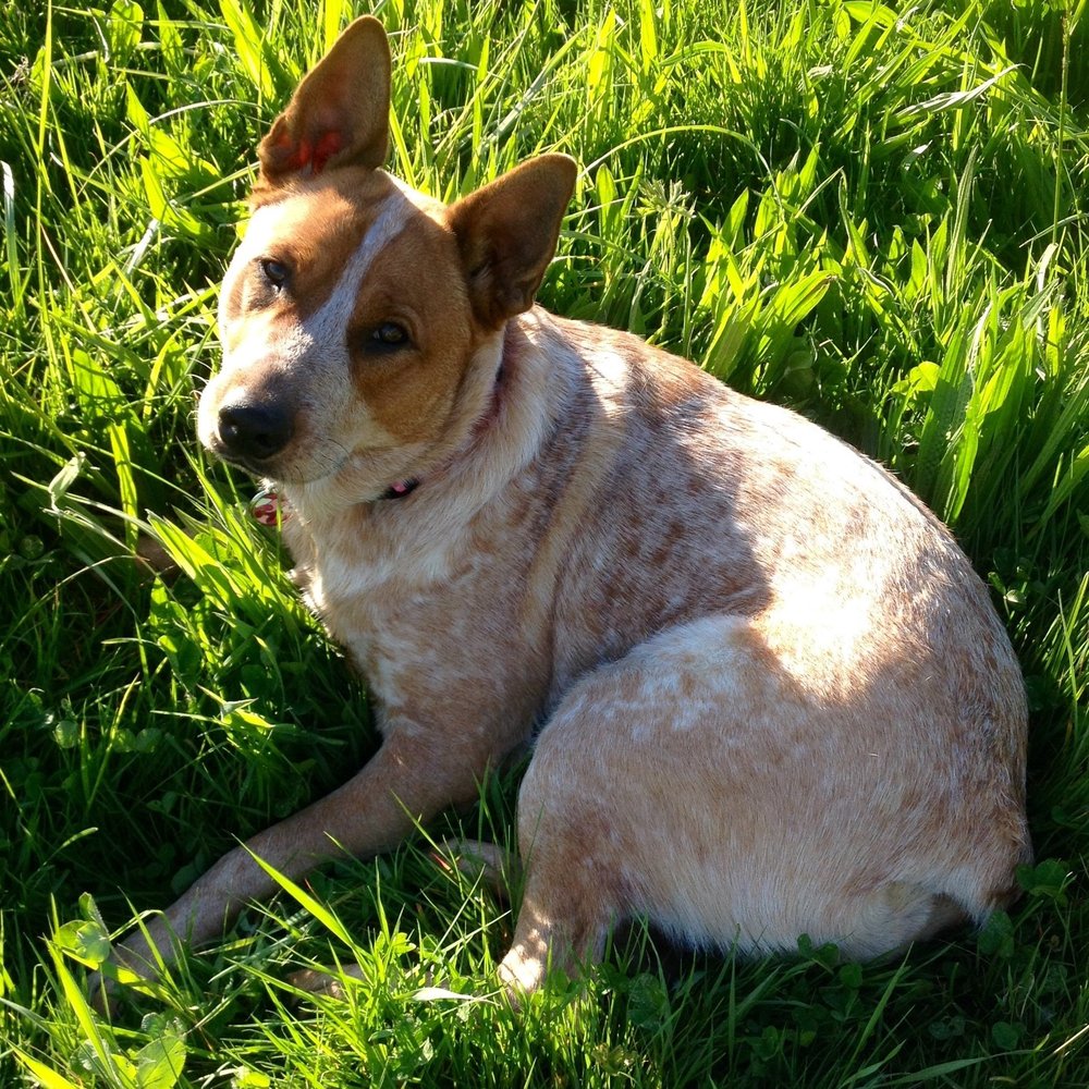 DILL ANIMAL HOSPITAL - Updated December 2025 - 10 Photos & 33 Reviews ...