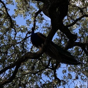 COMMONS FORD RANCH METROPOLITAN PARK - 74 Photos & 27 Reviews - Parks ...