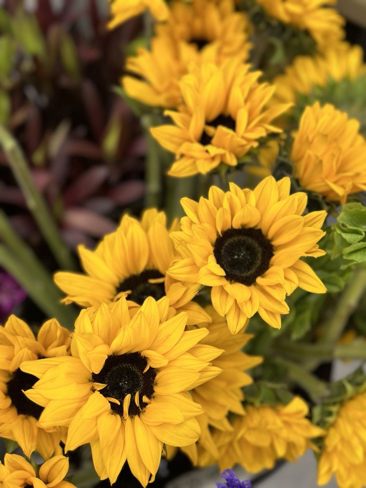 TERRI’S FLOWER SHOPPE - Updated May 2024 - 10 Photos - 175 Church St ...