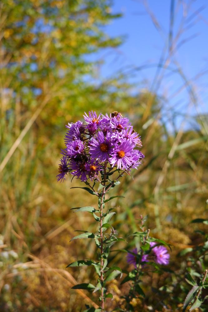 WEST RIDGE NATURE PARK - 155 Photos & 19 Reviews - 5801 N Western Ave ...