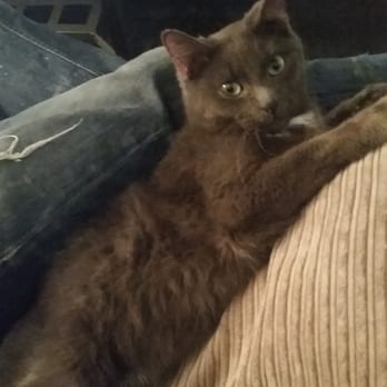 TORONTO ANIMAL SERVICES EAST SHELTER - Updated January 2026 - 39 Photos ...