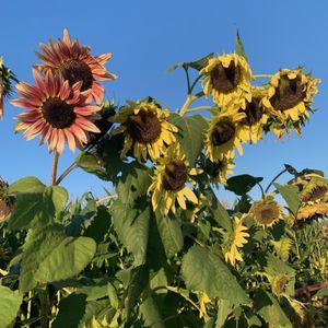 BERRY PATCH FARMS - Updated October 2025 - 25 Photos & 45 Reviews - 786 ...