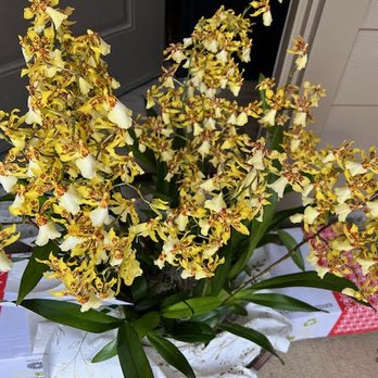 CYMNOW FLOWERS - Updated July 2024 - 153 Photos & 35 Reviews - 6757 ...