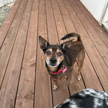 MUTTVILLE SENIOR DOG RESCUE - Updated April 2025 - 308 Photos & 162 ...