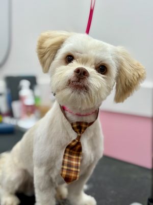 WOOF GANG BAKERY & GROOMING RSM - Updated January 2026 - 53 Photos & 16 ...