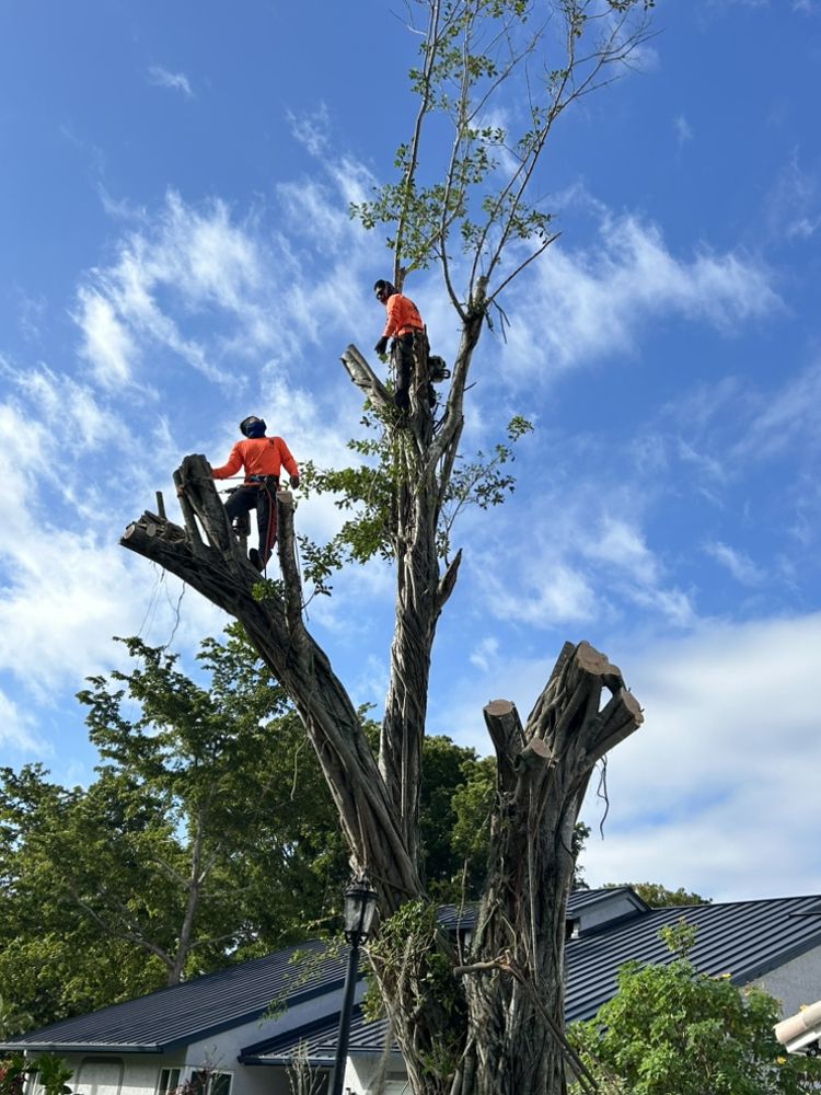 TREE SERVICES PACHECO - Updated January 2026 - 111 Photos & 22 Reviews ...