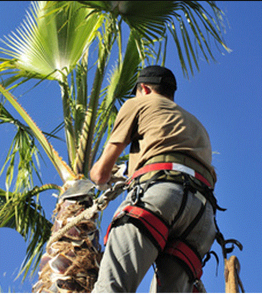 JUPITER TREE CARE - Updated July 2025 - 9664 Mockingbird Trl, Jupiter ...