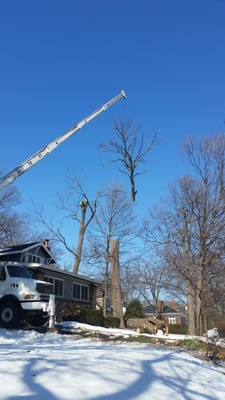 COUNTY TREE SERVICE - Updated October 2025 - 230 Photos & 394 Reviews ...